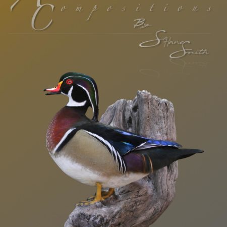 About Artistic Compositions and waterfowl taxidermists Shane Smith ...