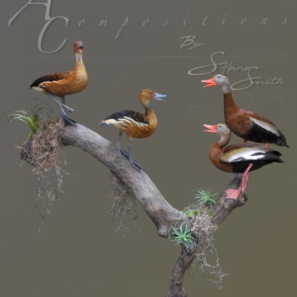 Waterfowl Taxidermy *** Upland Taxidermy *** Duck Mounts *** Goose ...