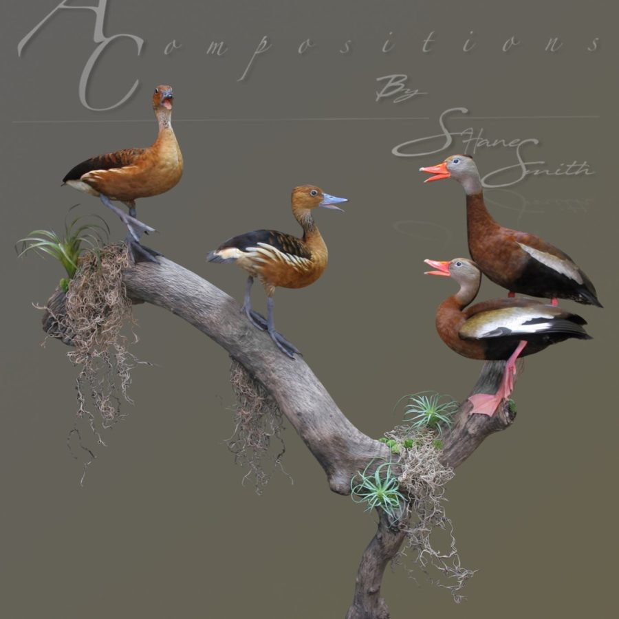 Wood Duck Mounts | *** Waterfowl Taxidermy *** Upland Taxidermy ...