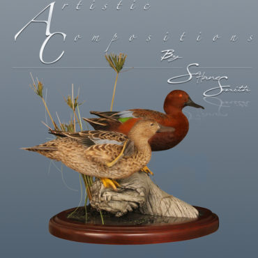 Dead Mounts for Waterfowl Taxidermy *** Dead mounts in bird Taxidermy ...