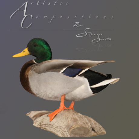 Pintail Mounts | *** Waterfowl Taxidermy *** Upland Taxidermy *** Duck ...