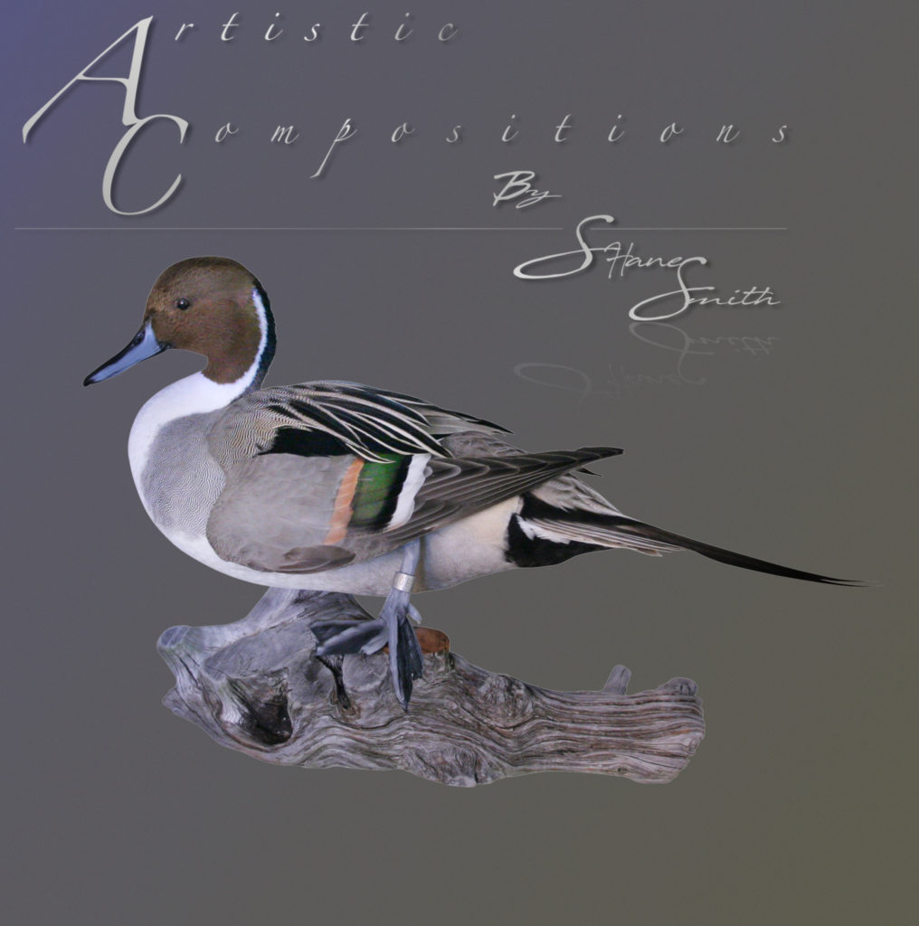 Mallard Mounts | *** Waterfowl Taxidermy *** Upland Taxidermy *** Duck ...