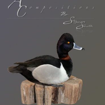 Pintail Mounts | *** Waterfowl Taxidermy *** Upland Taxidermy *** Duck ...