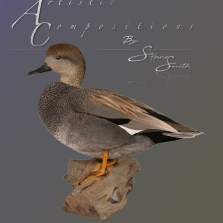 Pintail Mounts | *** Waterfowl Taxidermy *** Upland Taxidermy *** Duck ...