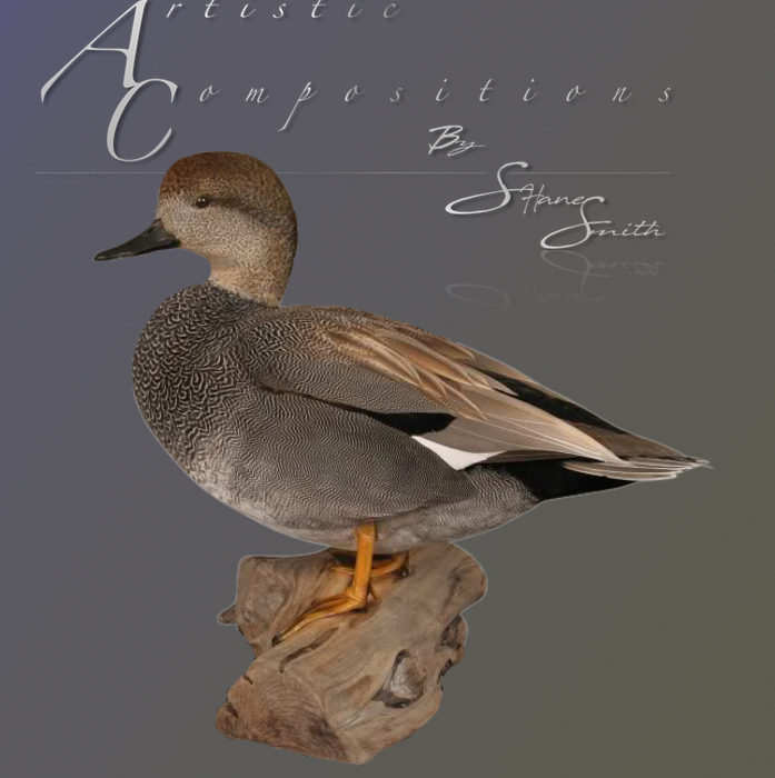 Canvasback Mounts | *** Waterfowl Taxidermy *** Upland Taxidermy ...